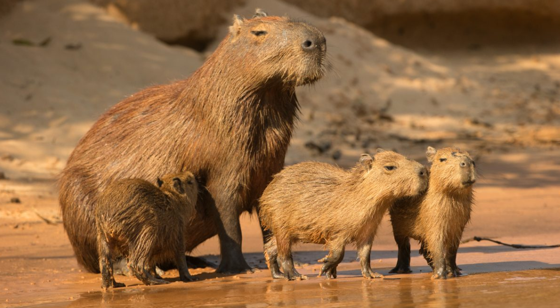 Capibaras: La nueva sensación viral de 2024 que conquista las redes ...